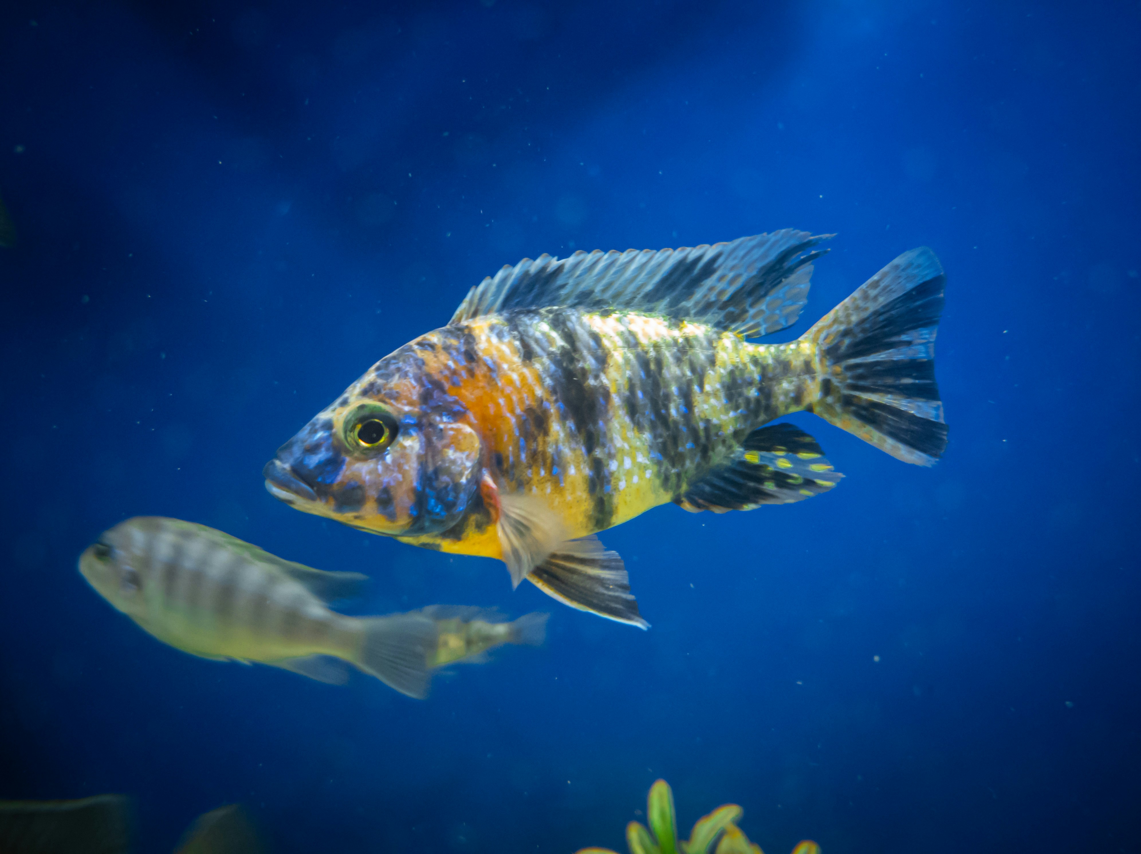 African Cichlid (Family Cichlidae) | Fish at Twin Falls Zoo | Twin ...