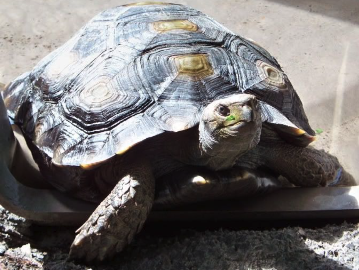 Burmese Black Mountain Tortoise (Manouria emys phayrei) | Tortoises at ...