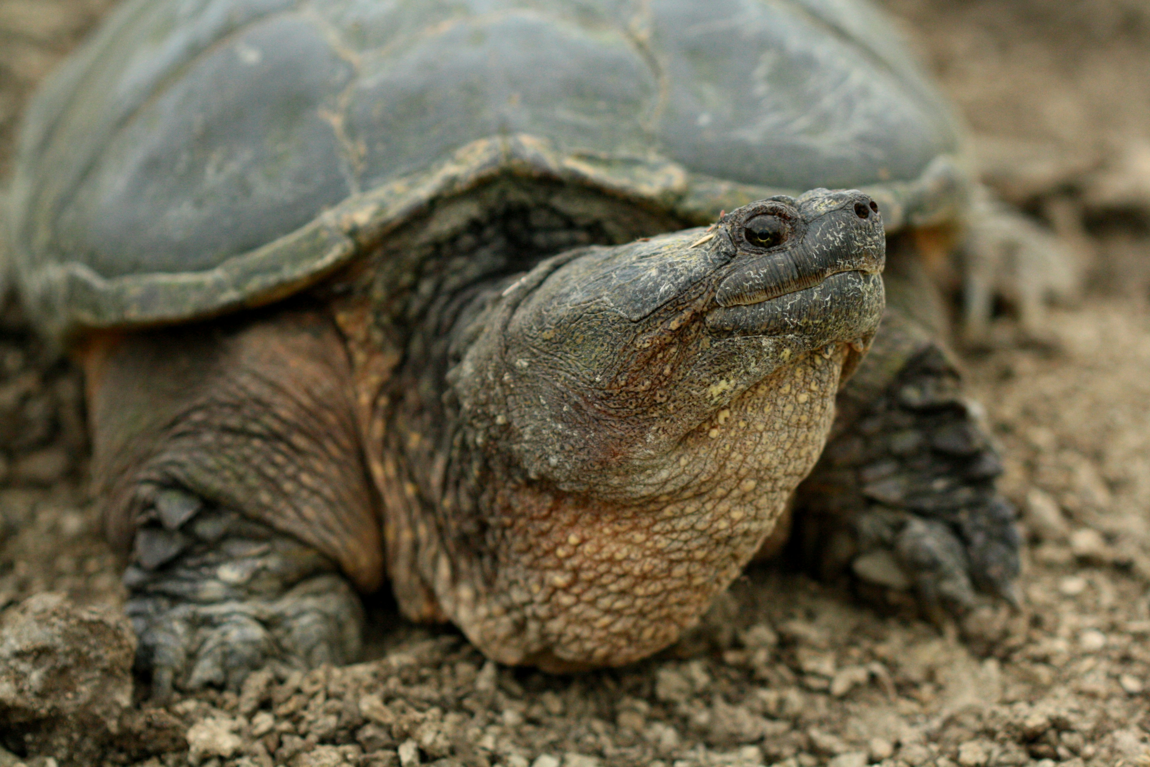Common Snapping Turtle (Chelydra serpentina) | Turtles at Twin Falls ...