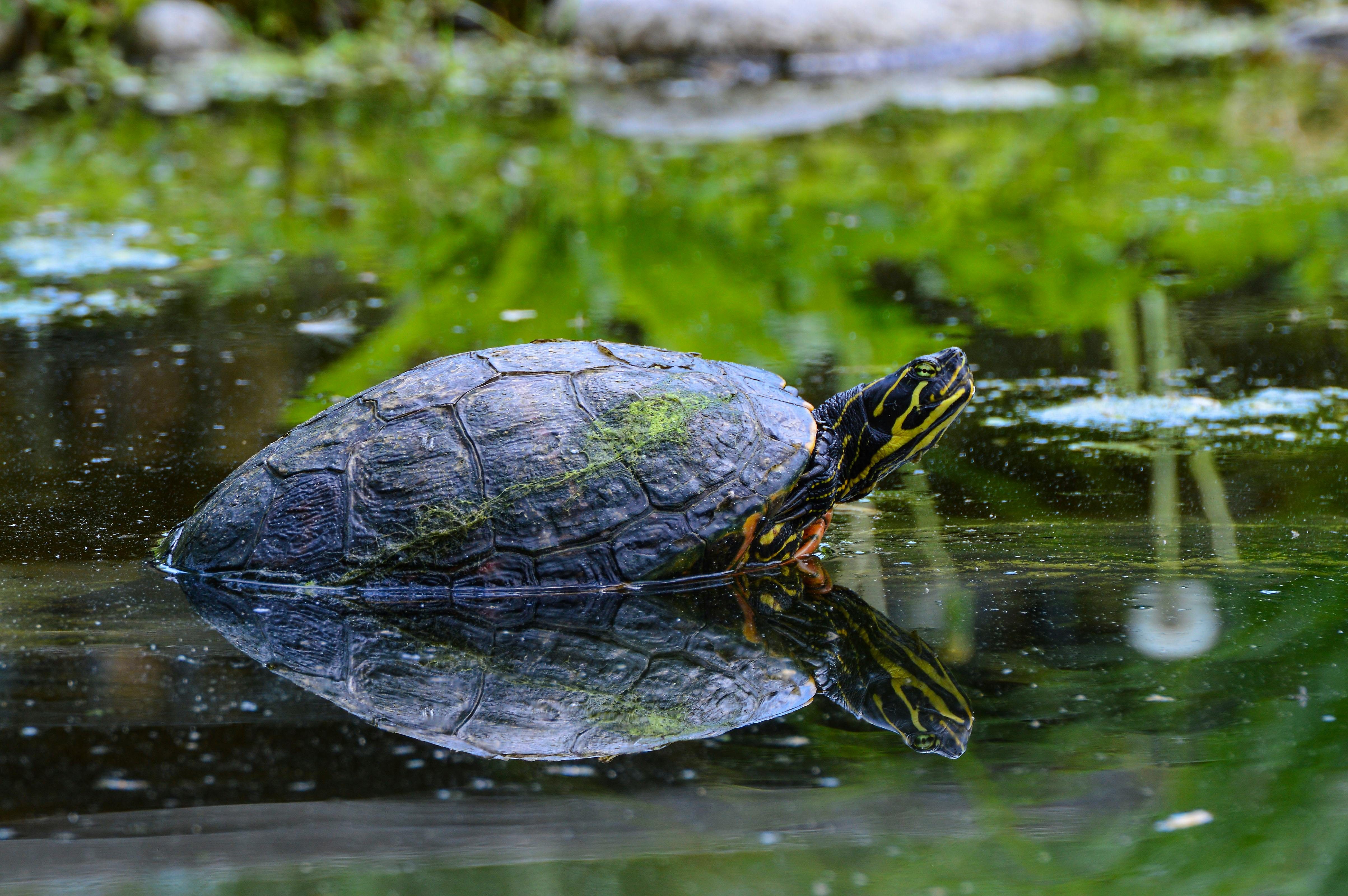 Turtles | Explore | Twin Falls Zoological Center