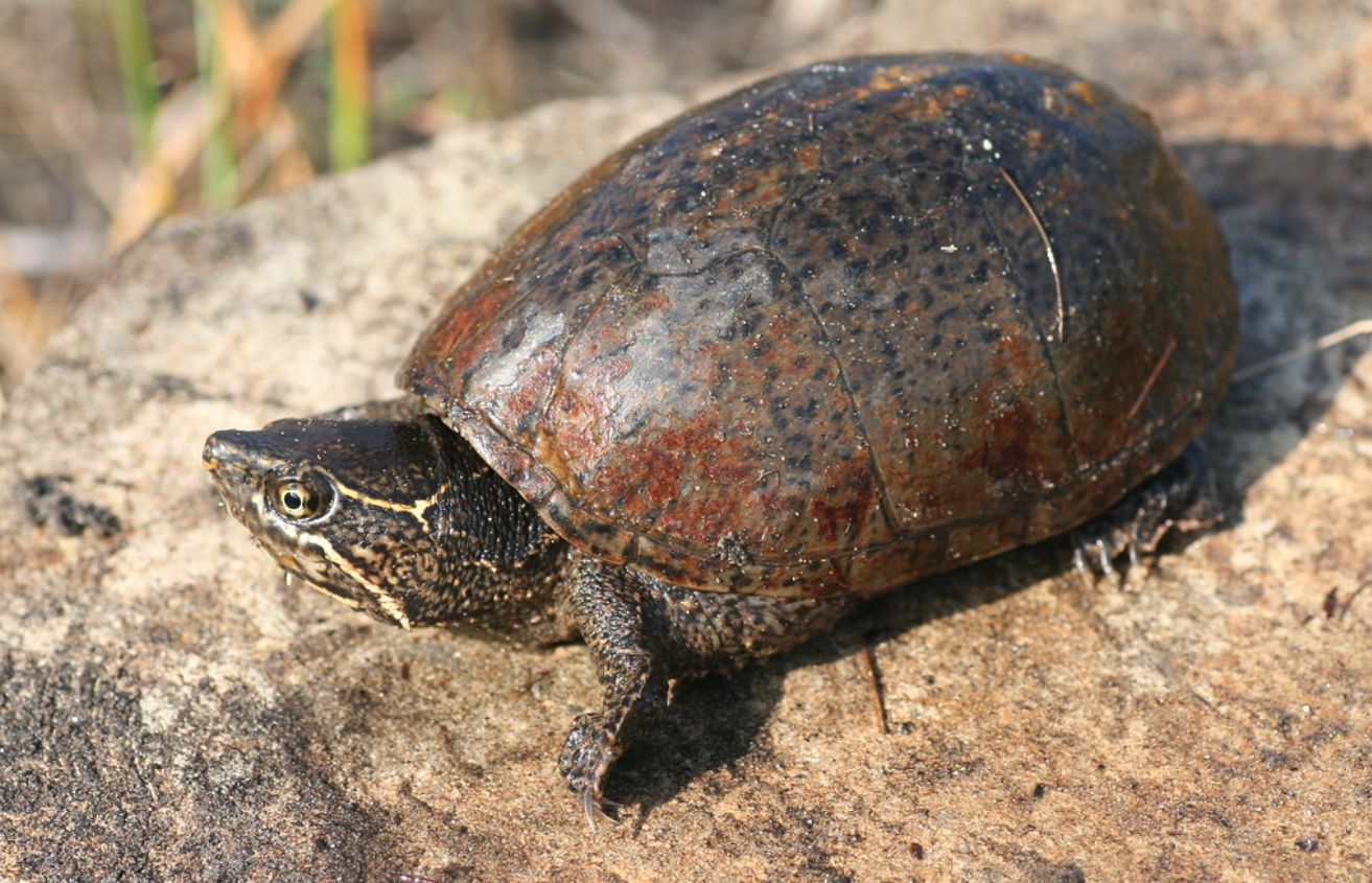Turtles | Explore | Twin Falls Zoological Center