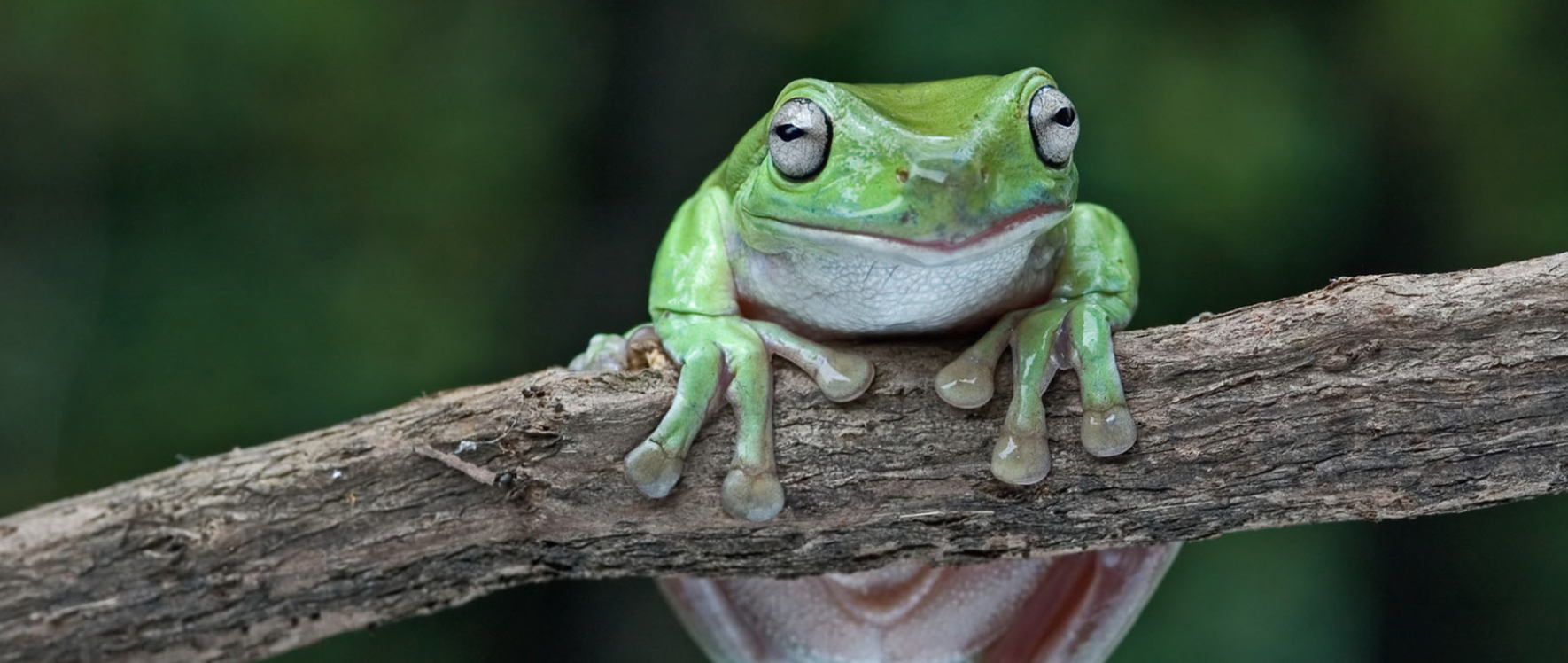 White's Tree Frog (Ranoidea caerulea) | Amphibians at Twin Falls Zoo ...